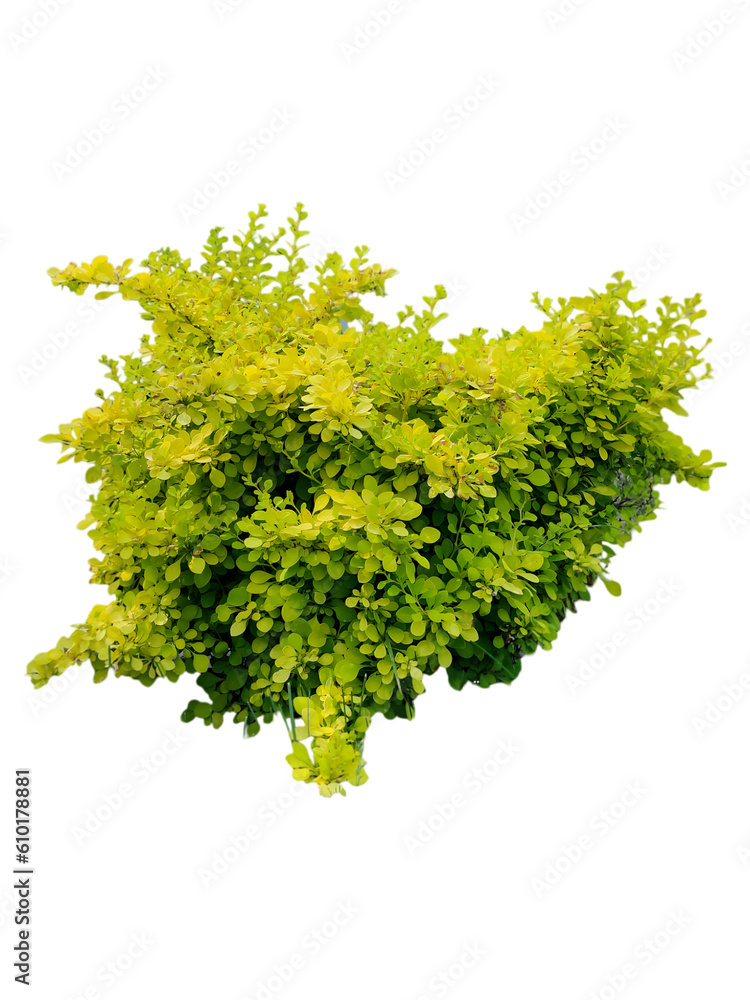 Ligustrum sinense or Sunshine ligustrum, a small privet decorative ...