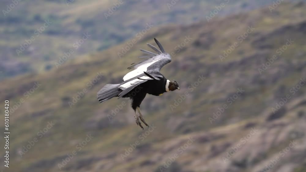 Impressive slow motion capture of an Andean Condor, the largest flying ...