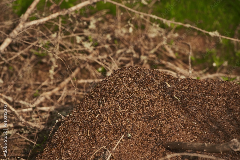 Ants nest. Close up or macro shot of ants working on ground. Wood ants ...