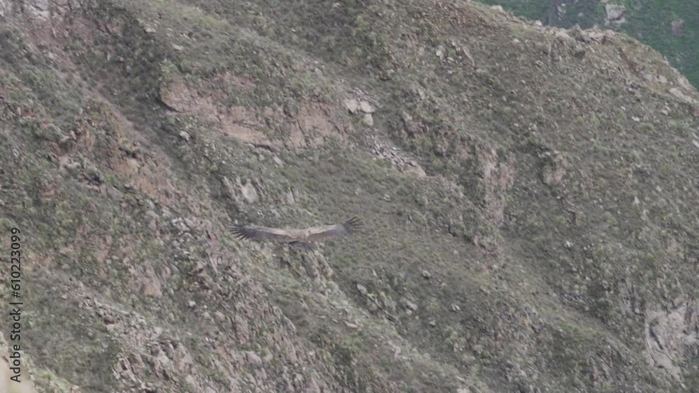Andean condor, Vultur gryphus, the largest flying birds in the world ...