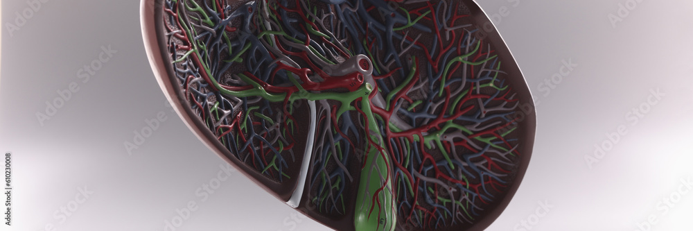 Human liver anatomy model in air on gray background. Structure and ...