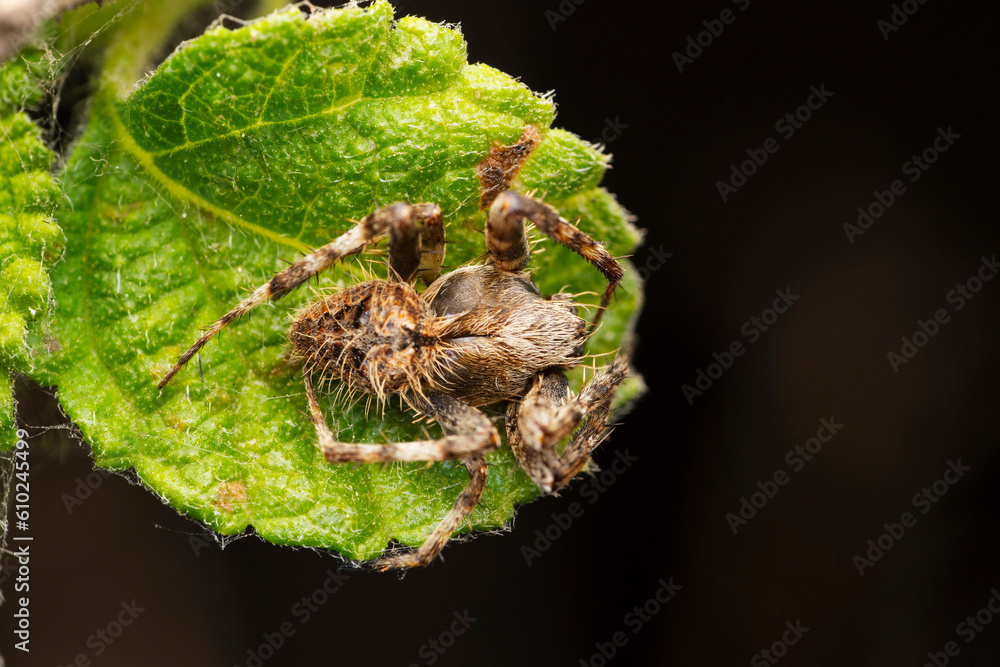 Monkey orb weaver spider, Neoscona punctata at Satara, Maharashtra ...