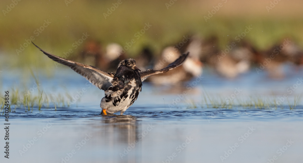 Ruff - male bird at a wetland on the mating season in spring Stock ...