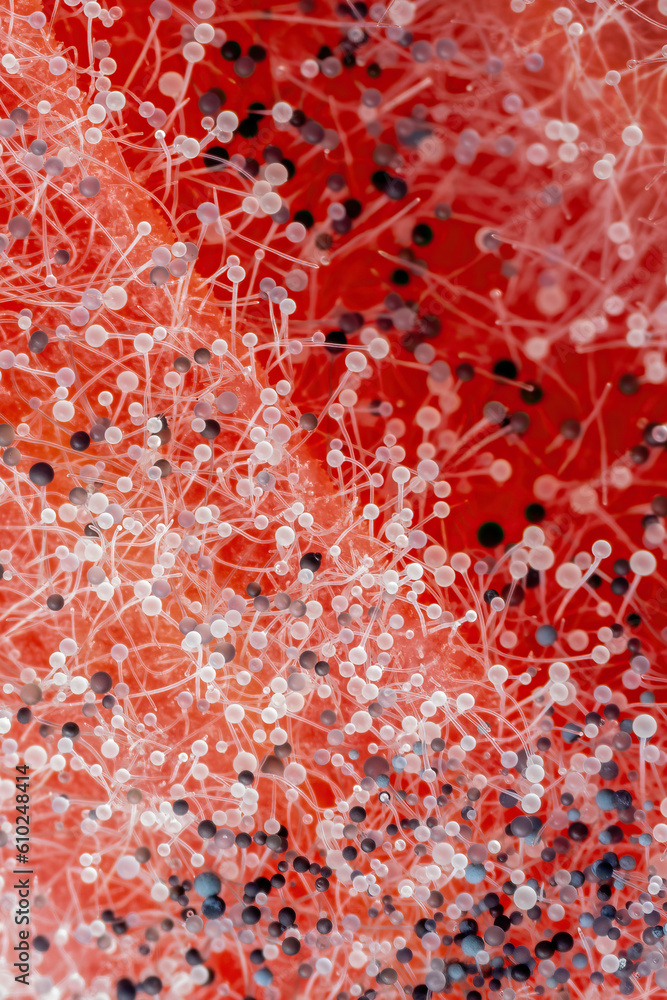 Fungal Parasitic Mold Spore Growth on the Plant. High Magnification ...