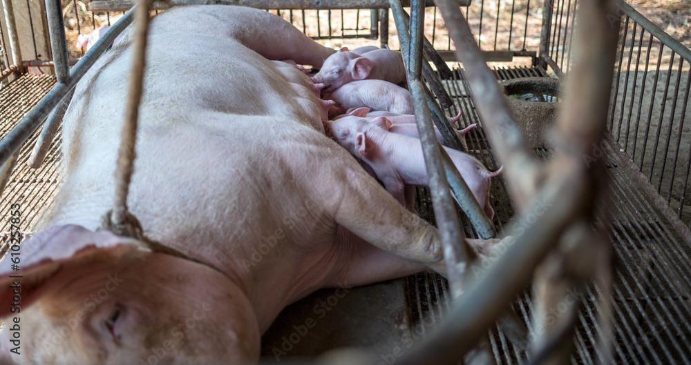 The top view of Many newly born piglets are sleeping on the mother's ...