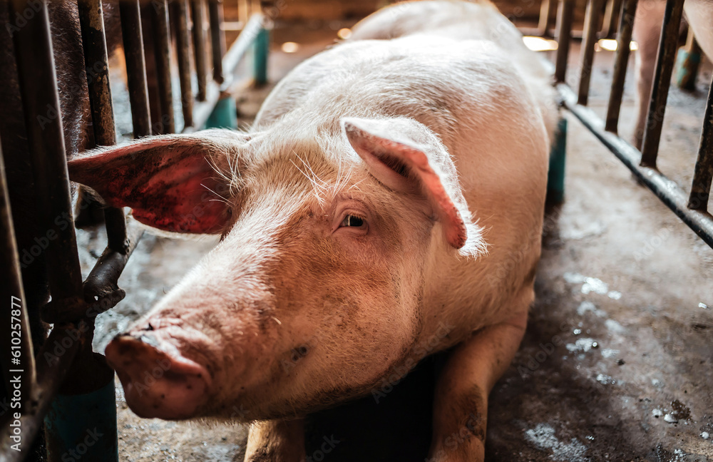 Big breeding pig farm,The breeder pig in the cage Stock Photo | Adobe Stock