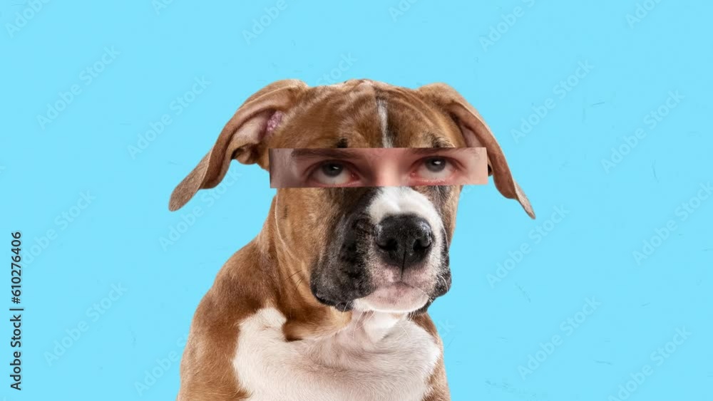 Beautiful dog with man's eyes parts expressing emotions. Feeling bored ...