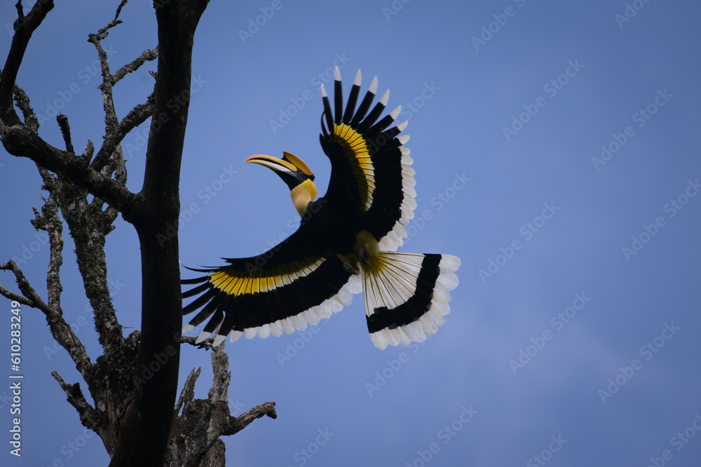 The great hornbill is native to the forests of India, Bhutan, Nepal ...