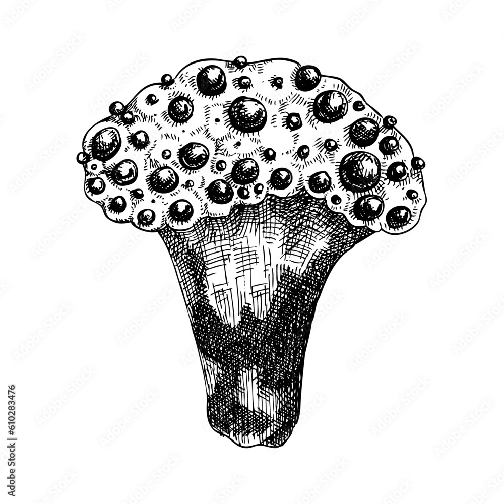 Bleeding tooth mushroom sketch. Weird fungus illustration. Hand drawn ...