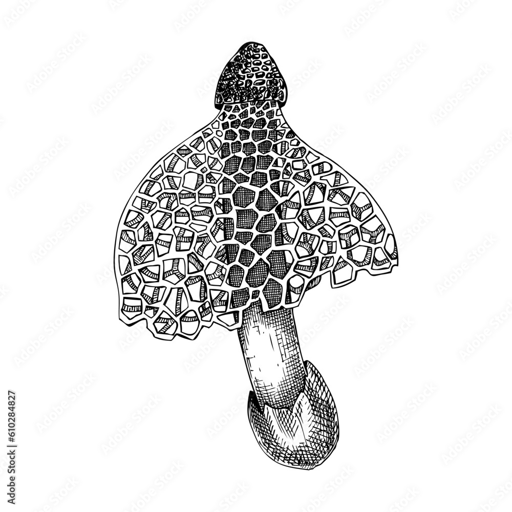 Bamboo mushroom sketch. Hand drawn veiled lady - weird fungus ...