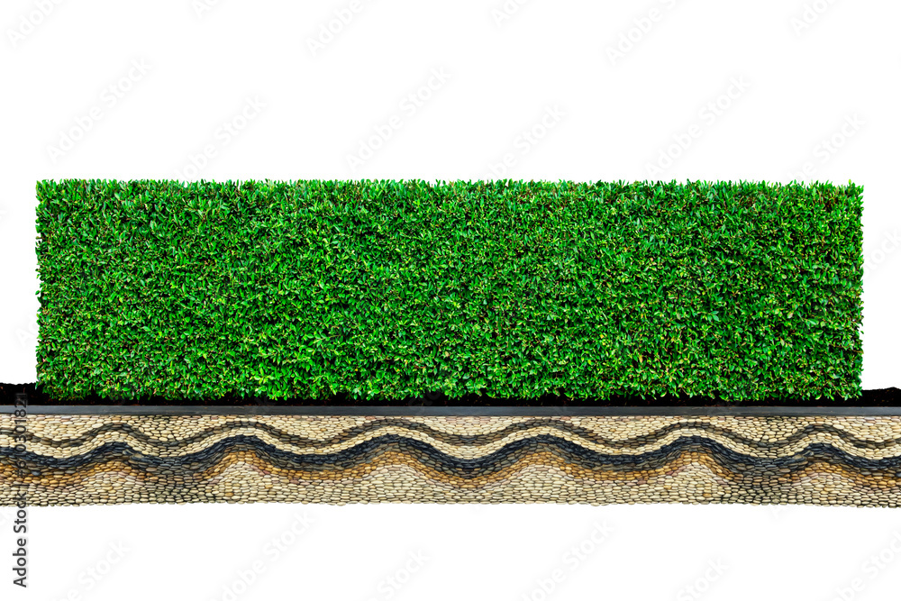 Isolated of Shrubs trimmed green tree wall fence with bricks planter on ...