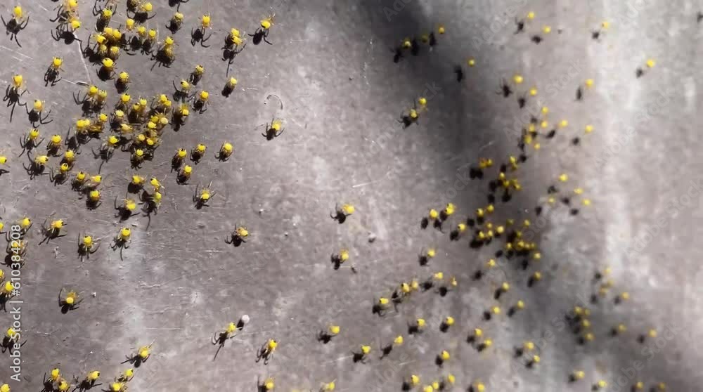 Cluster of baby spiders on the wall, many tiny younglings creatures ...