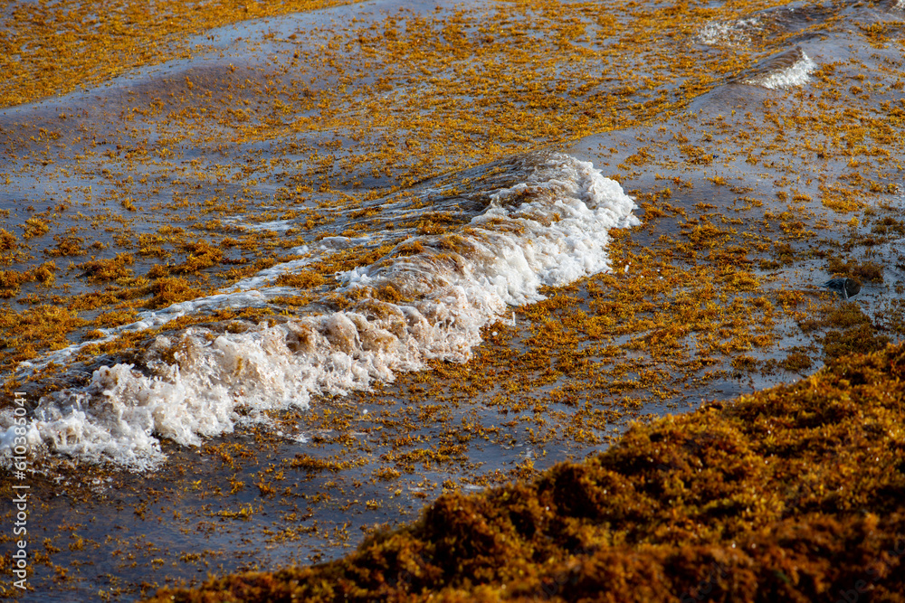 Gulfweed (Sargassum) is a brown (class Phaeophyceae) macroalgae ...