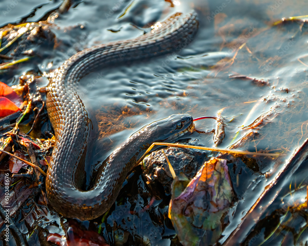 Snake Photo and Image. Common water snake crawling in the water in its ...
