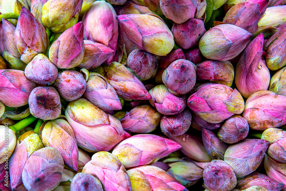 Group of unbloomed multi colour lotus flower stock images. Lotus flower ...