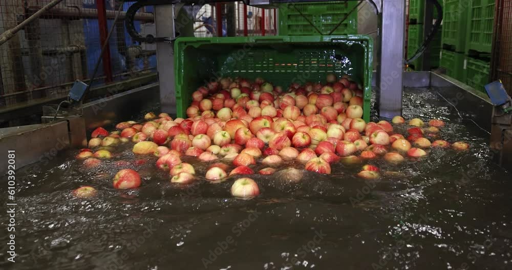 Transporting apples into a pool of water. Apples float and move through ...