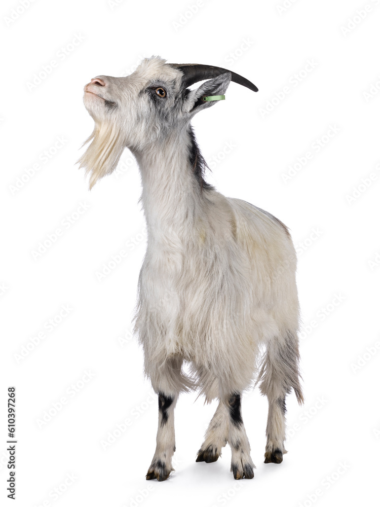 Sweet almost smiling white Dutch landrace goat, standing facing front ...