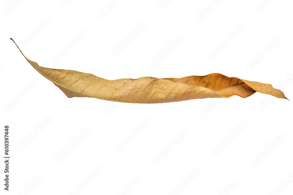 In its final stage of life, a yellow mango leaf gracefully embodies the ...
