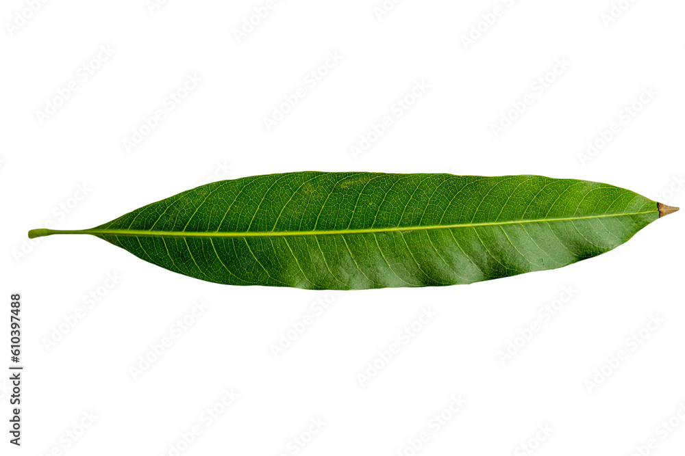 A single, fresh and vibrant mango leaf showcases its healthy appearance and this dark green ...