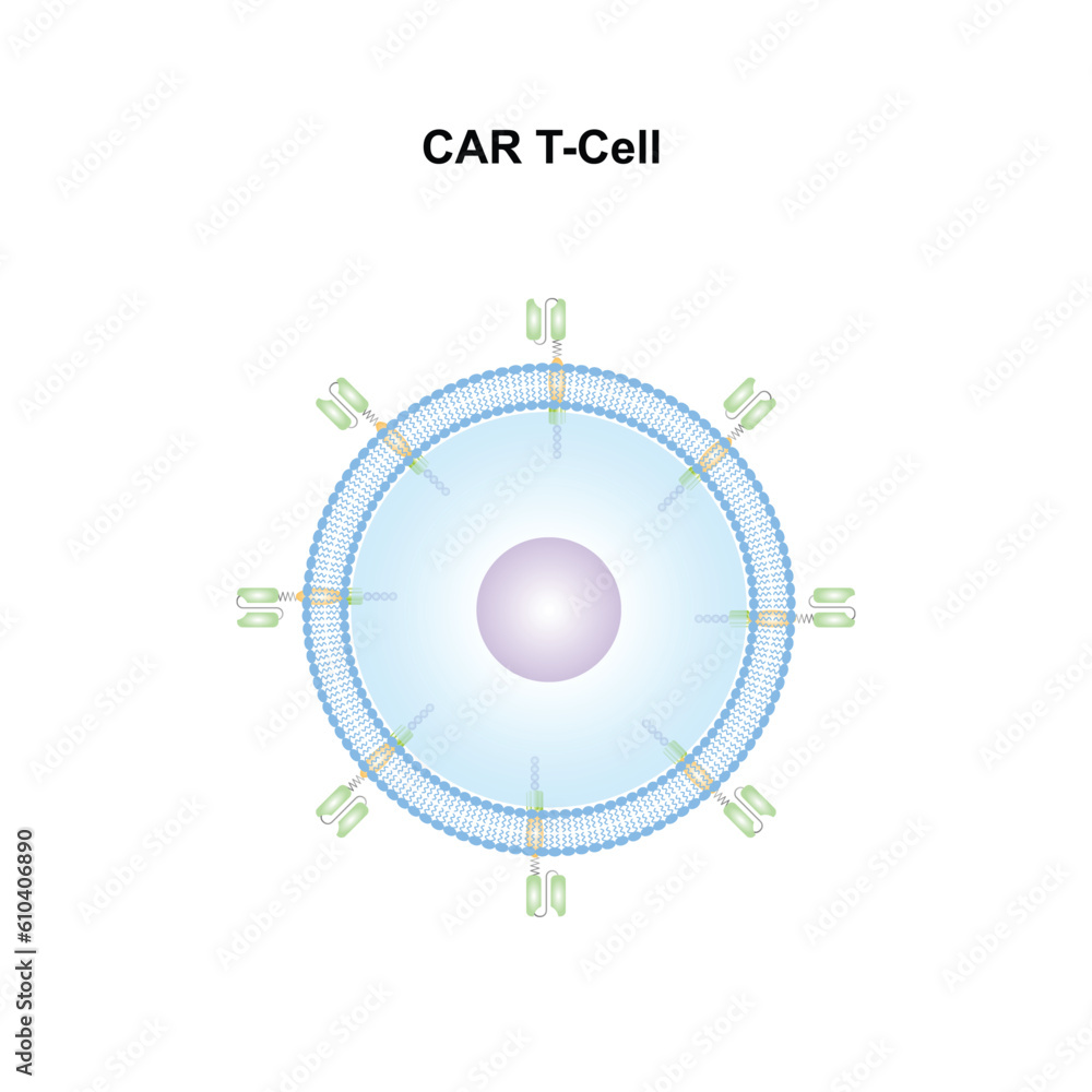 Vetor de Scientific Designing of CAR T-cell Structure. Vector ...