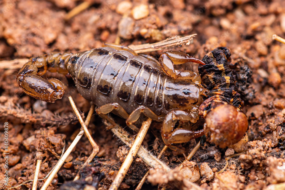 Superstition Mountains Scorpion (Superstitiona donensis) Eats Armyworm ...