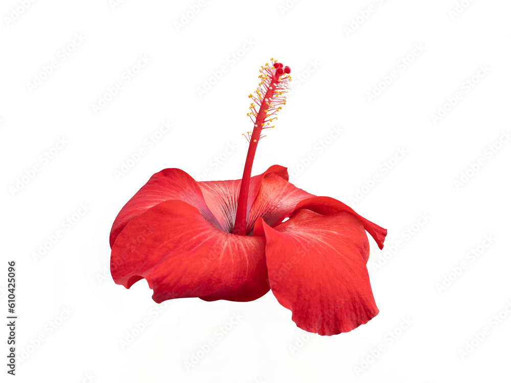 Red brilliant flowers of Hibiscus rosa-sinensis cut out and isolated ...