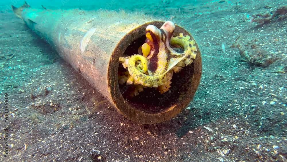 Mototi octopus emerges from inside a plastic tube lying on ocean floor ...