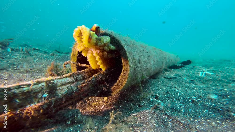 Mototi octopus peering out of a plastic tube lying on sandy seabed ...