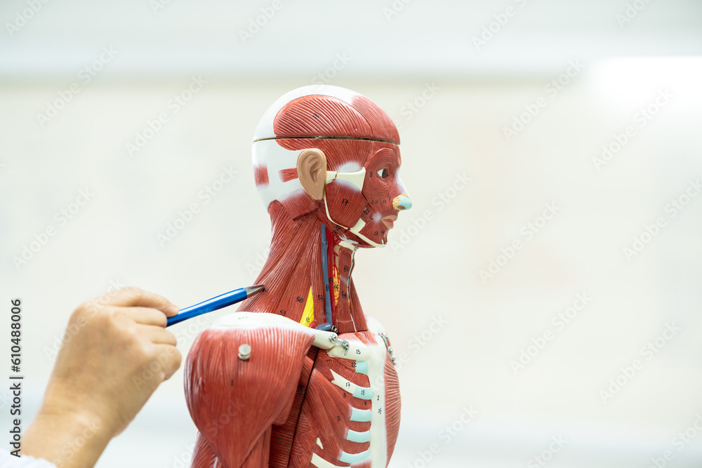 Physiotherapist explaining muscle injury to athlete.Doctor explains the ...