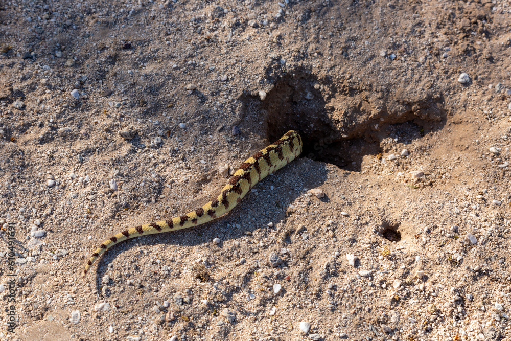 The striped tail of a large Sonoran gopher snake, Pituophis catenifer ...