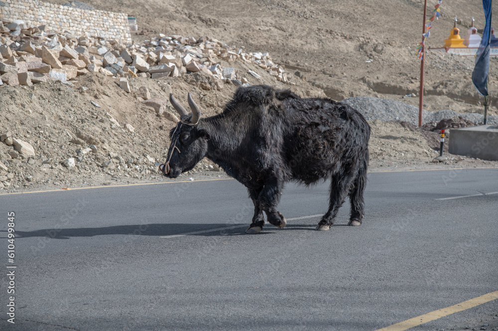 Big Yak crossing the road , spotted on the way to Zanskar Valley , Leh ...