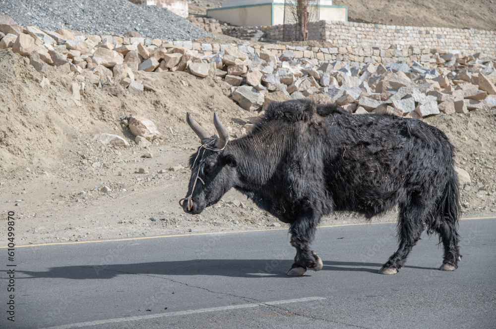 Big Yak crossing the road , spotted on the way to Zanskar Valley , Leh ...