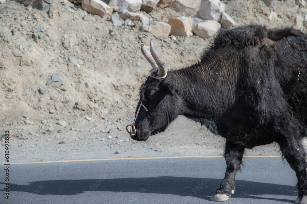Big Yak crossing the road , spotted on the way to Zanskar Valley , Leh ...