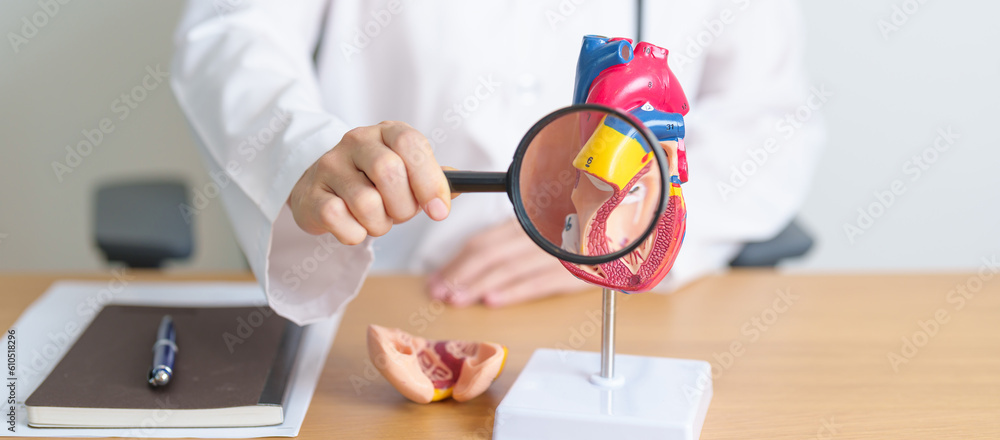 Doctor with human Heart anatomy model and magnifying glass ...