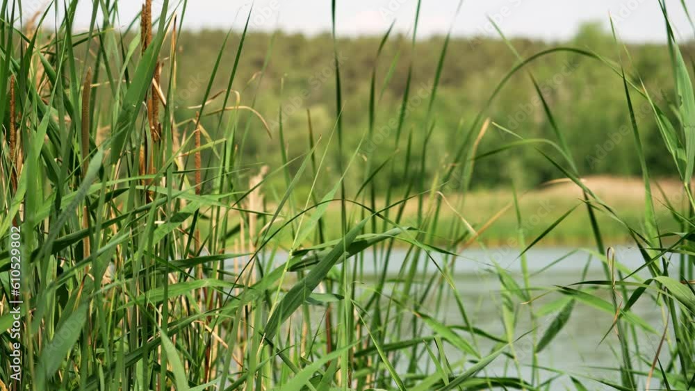 Cinematic and picturesque view of the shore of the lake is overgrown ...