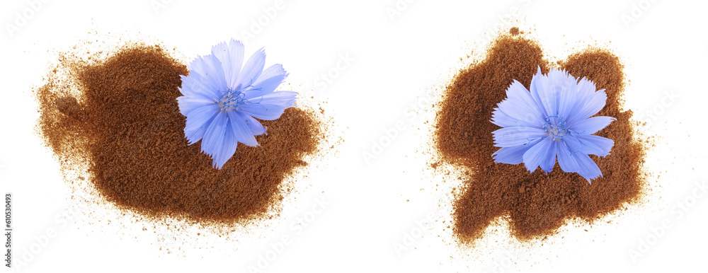 chicory flower and powder of instant chicory isolated on a white ...
