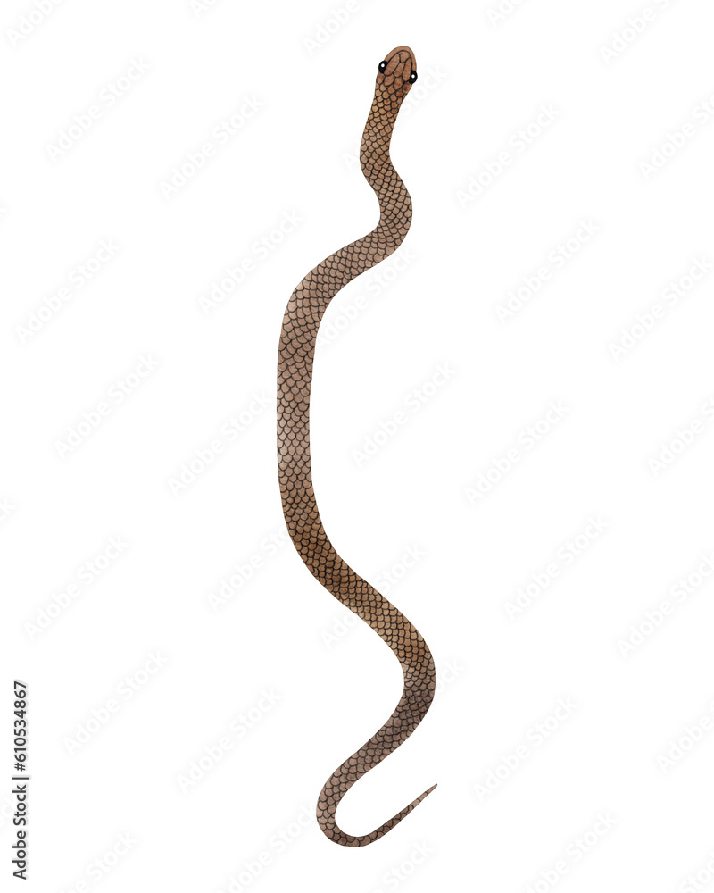 Watercolor brown Snake top view illustration. Isolated on white ...