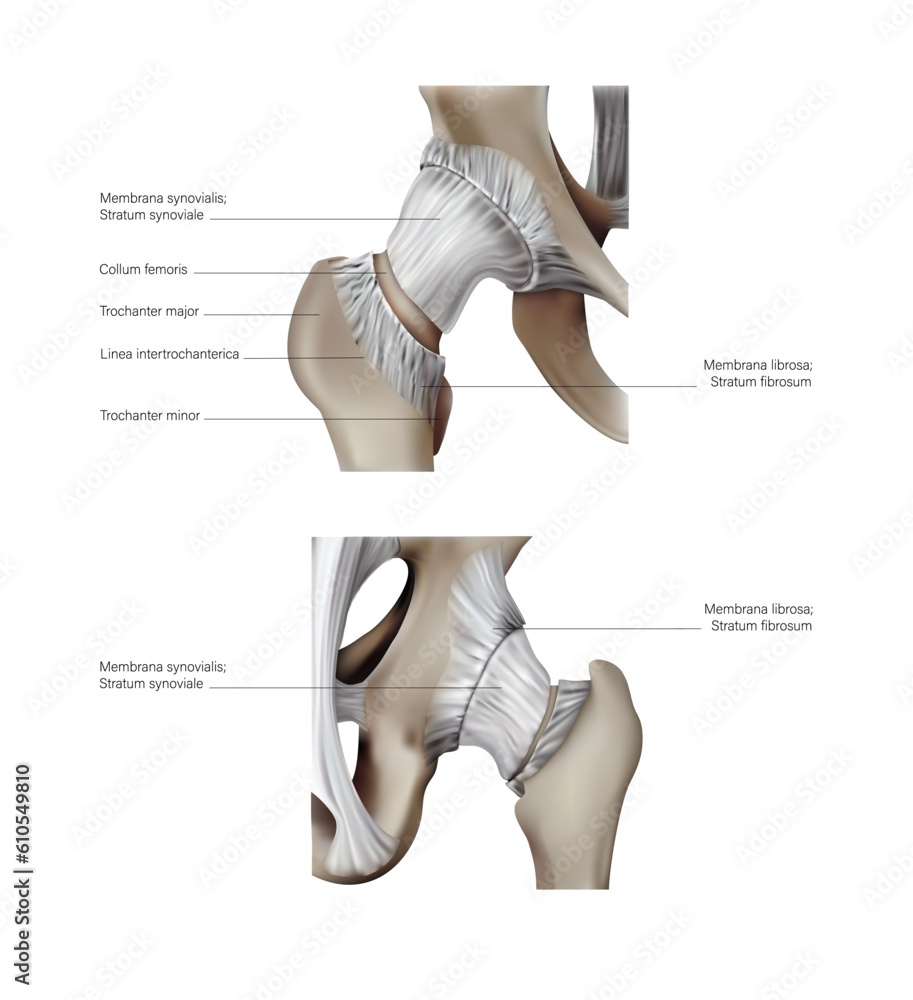 Vetor de Anatomy and structure of the femur. Vector 3D illustration do ...
