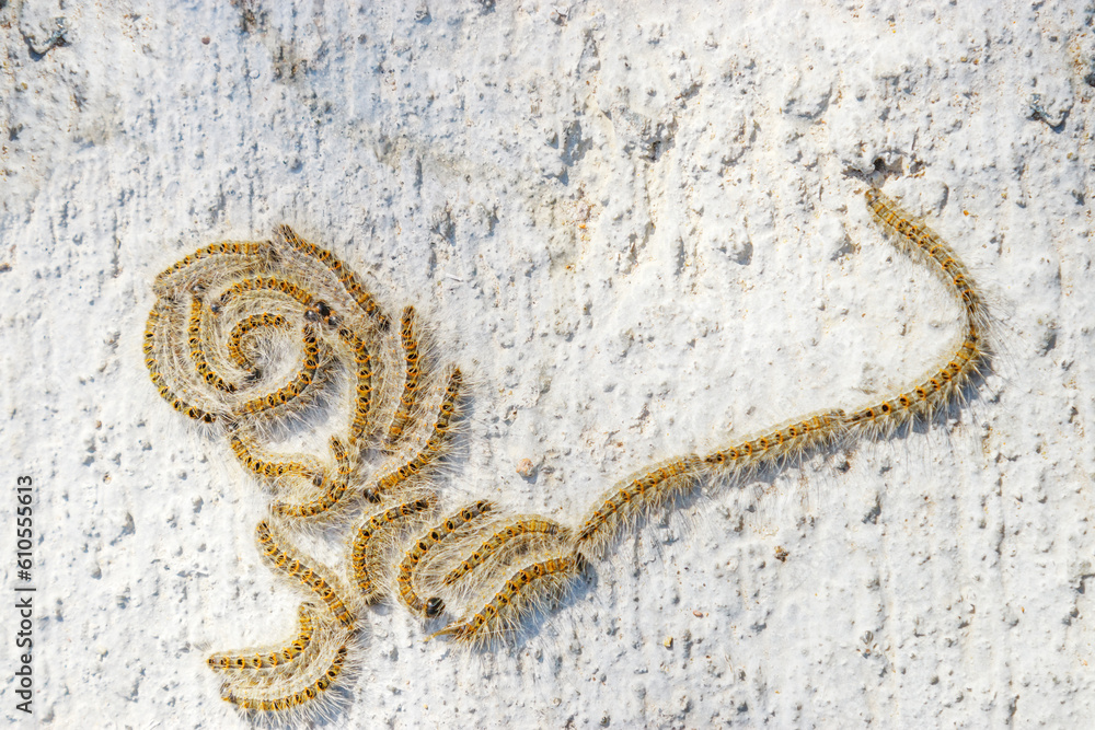 Swarm or procession larvas of Pine Processionary moth on gray concrete ...