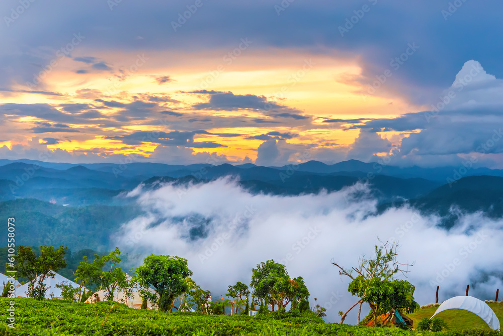 Scenery dawn on hillside of tea planted in misty highlands Da Lat ...