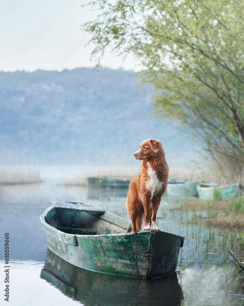 dog in the boat. The Nova Scotia Duck Tolling Retriever at sun. Travel ...