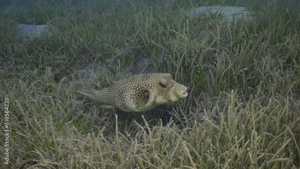 Close-up of Broadbarred Toadfish or White-spotted puffer (Arothron ...