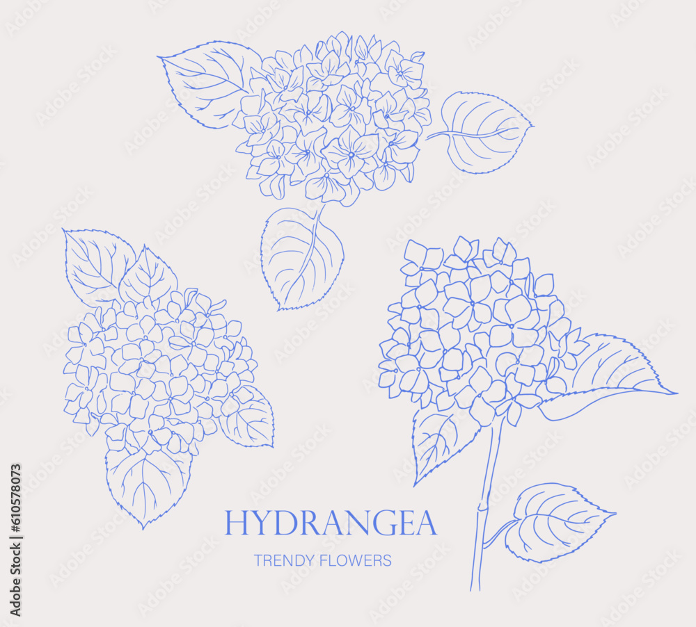 Hydrangea, flower, hydrangeas, line art, drawing, sketch, floral ...