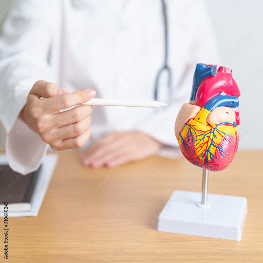 Doctor with human Heart anatomy model. Cardiovascular Diseases ...