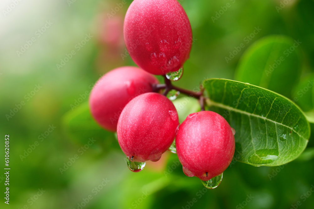 Bengal currant in nature background. Bengal currant, Carissa carandas ...
