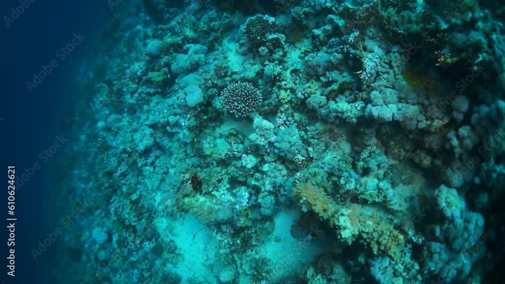 Slow motion video beautiful soft coral reef and colorful fish in ...
