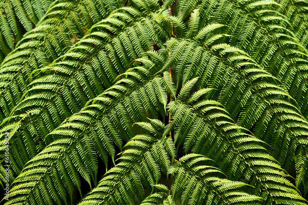 Bright green soft tree fern frond with perfect regular and diagonal ...