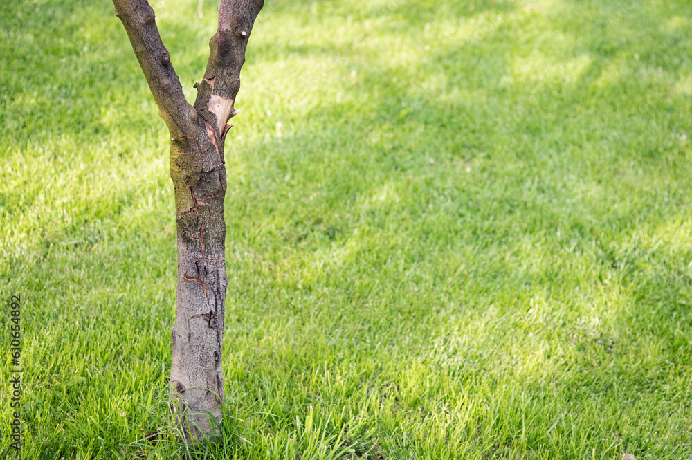 Defects on young saplings, trees that are less than ten years old are a ...