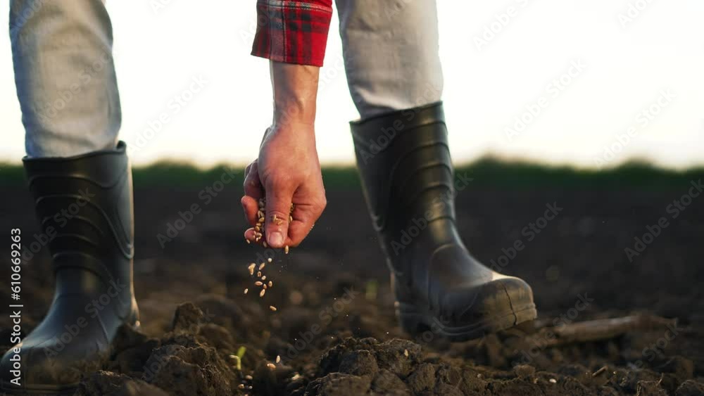 Agriculture. Farmer planting wheat grains in fertile land with his hand ...