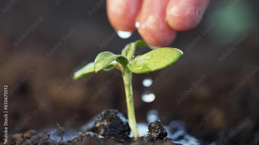 Caring hand pouring water on tiny sprout in garden. Leaves of plant ...